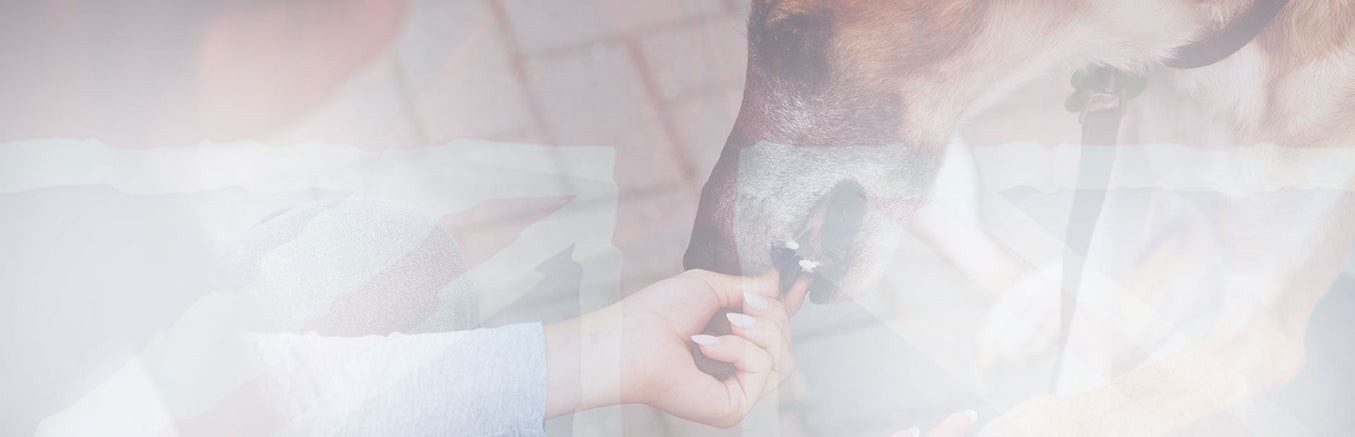 Products – The Dogs Butcher